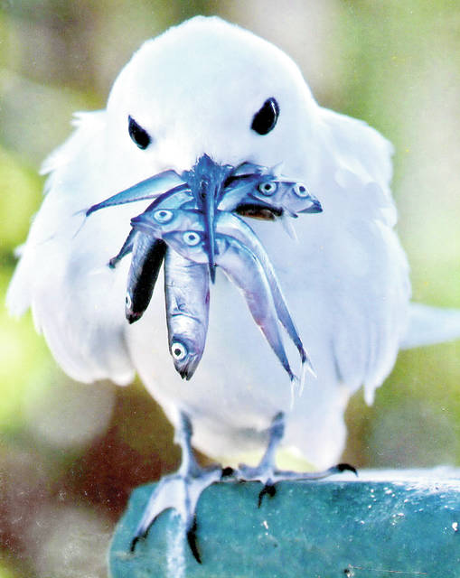 It takes a hui: Protecting Hawaii’s white terns - Hawaii Tribune-Herald It takes a hui: Protecting Hawaii’s white terns - Hawaii Tribune-Herald