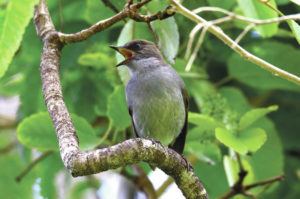 Lyman Museum presents ‘Acoustic Ecology of Hawaiian Forest Birds ...